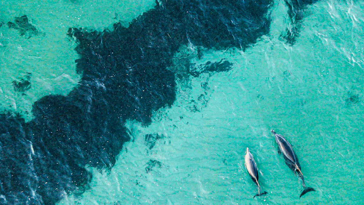 Dolphin | Edit | Photoshop Lightroom