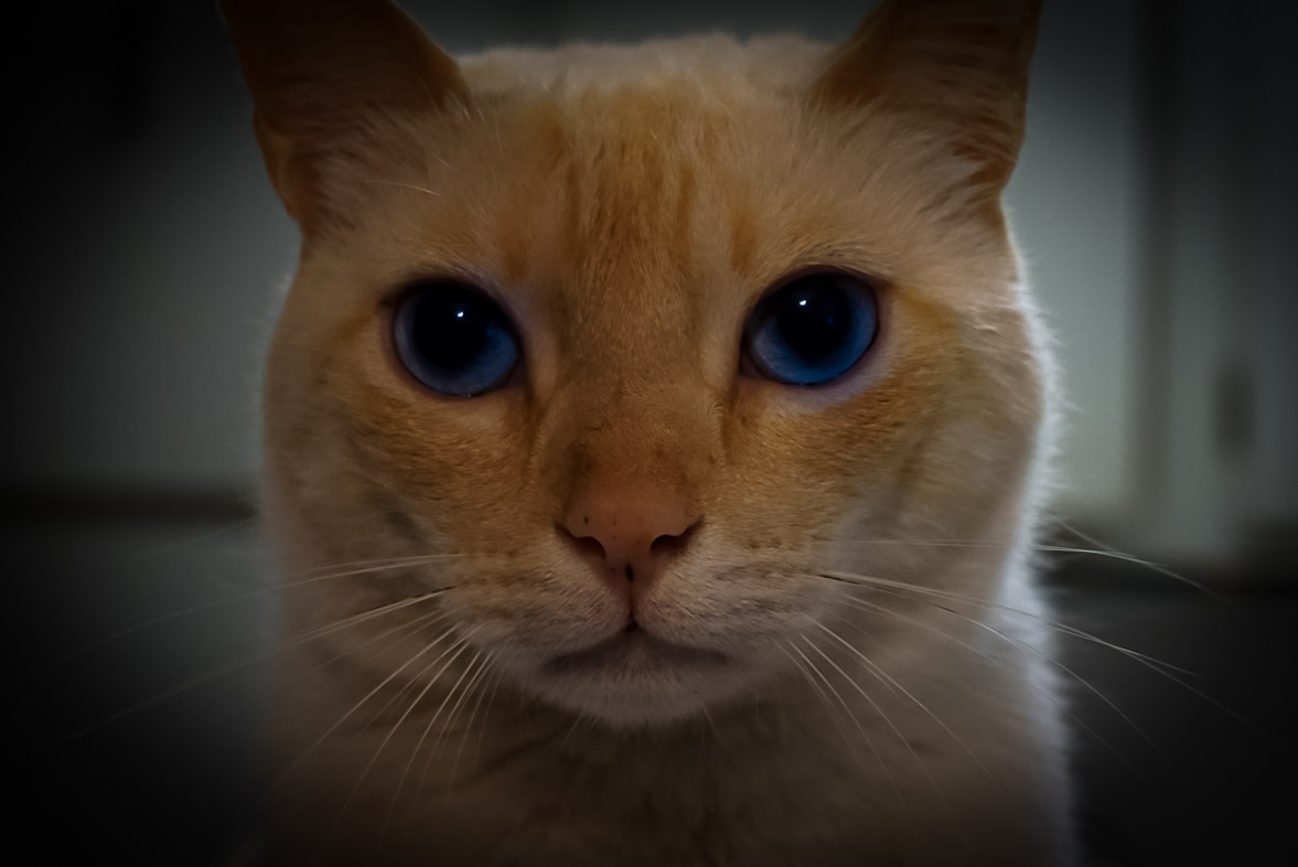 Cat eyes | Edit | Photoshop Lightroom