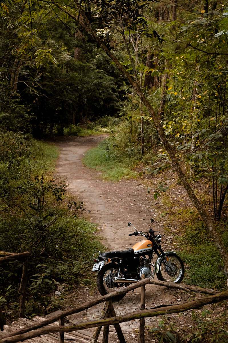 Into the jungle. | Edit | Photoshop Lightroom