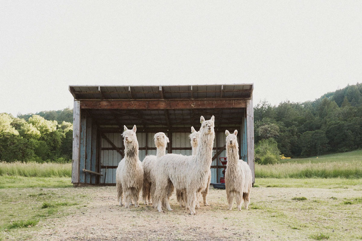 Muted Natural Tones | Edit | Photoshop Lightroom