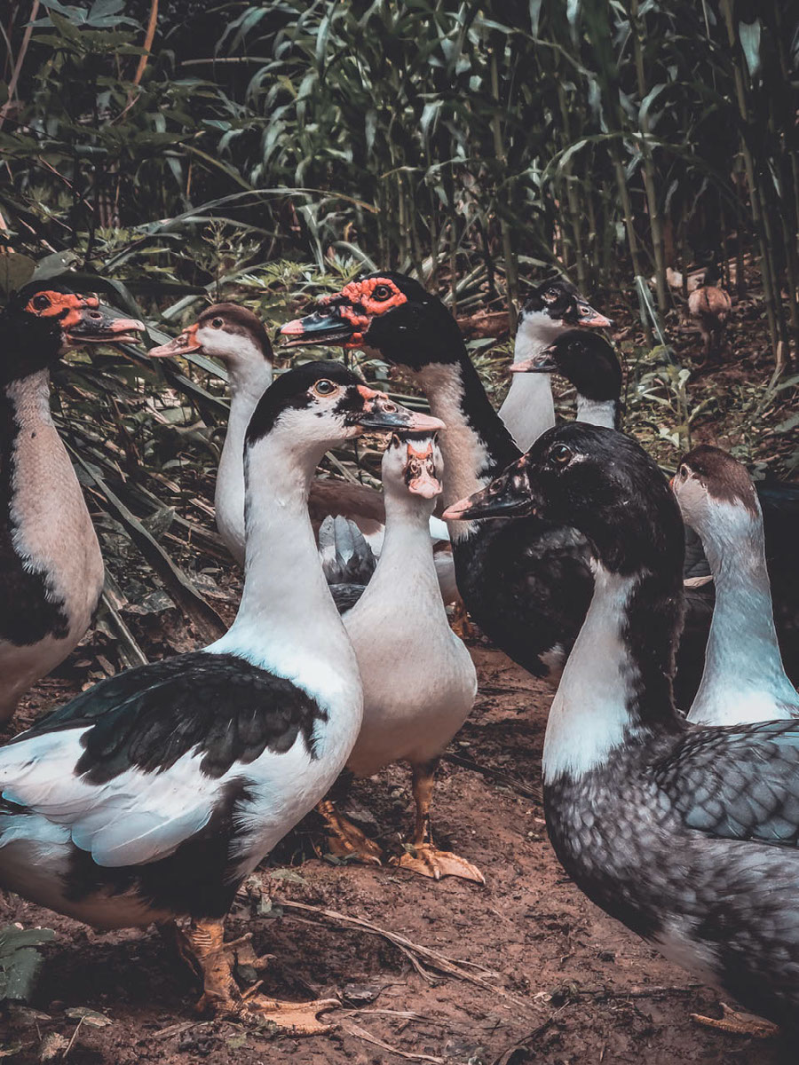 Ducks | Edit | Photoshop Lightroom