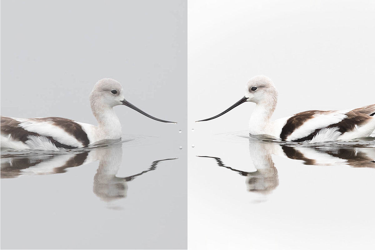 Create a High-Key Image | Tutorial | Adobe Lightroom