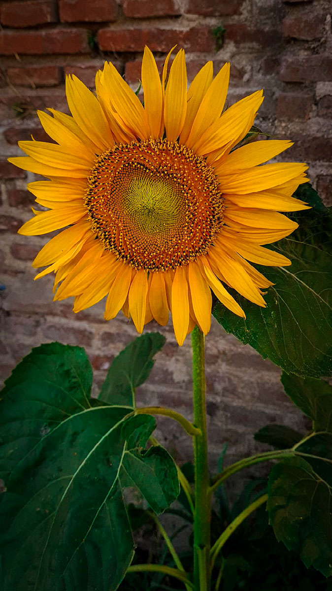 Sunflower | Edit | Photoshop Lightroom