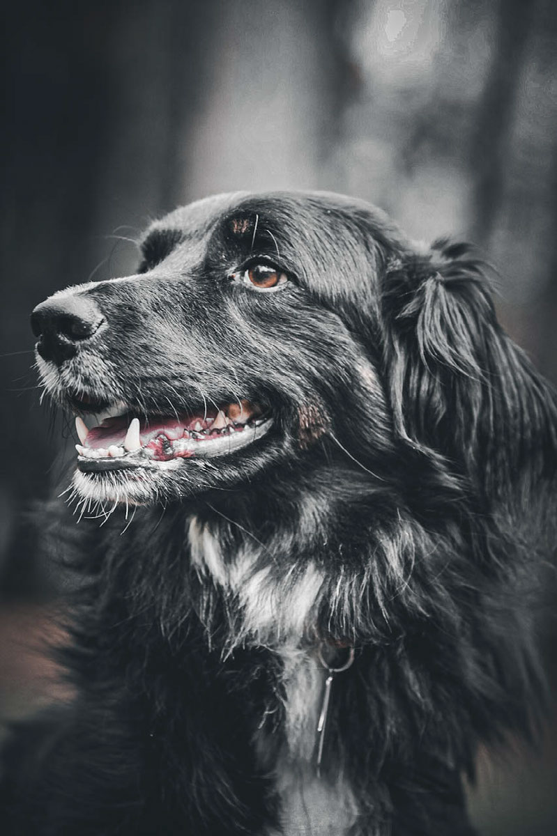 Doge | Edit | Photoshop Lightroom