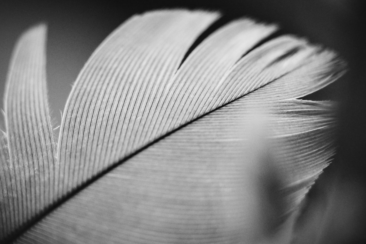 Fun with a feather | Edit | Photoshop Lightroom