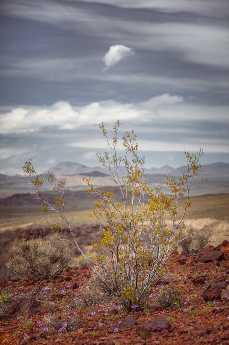 Creosote Bush, Death Valley | Edit | Photoshop Lightroom