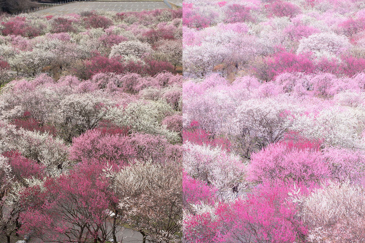 Create a Colorful Spring Paradise | Tutorial | Photoshop Lightroom