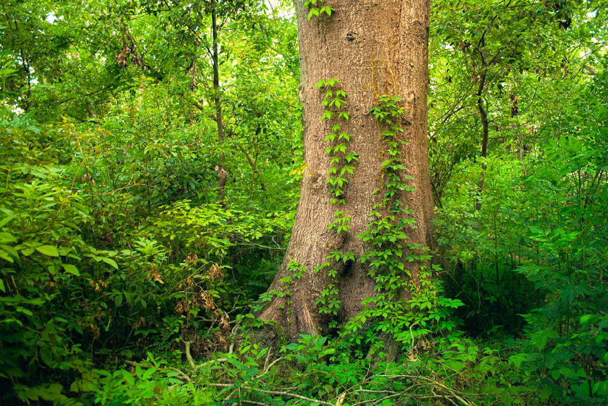 Greenery | Edit | Photoshop Lightroom
