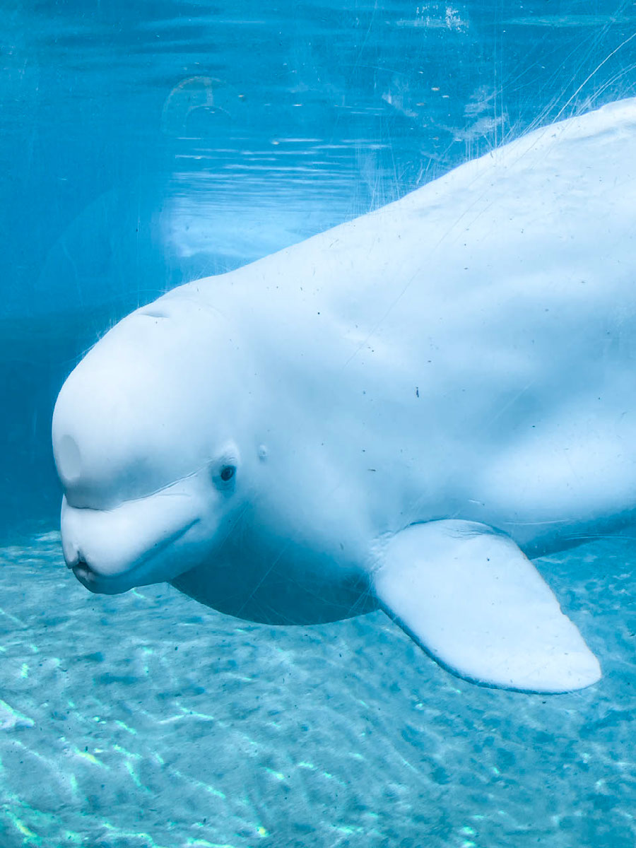 Beluga | Edit | Photoshop Lightroom