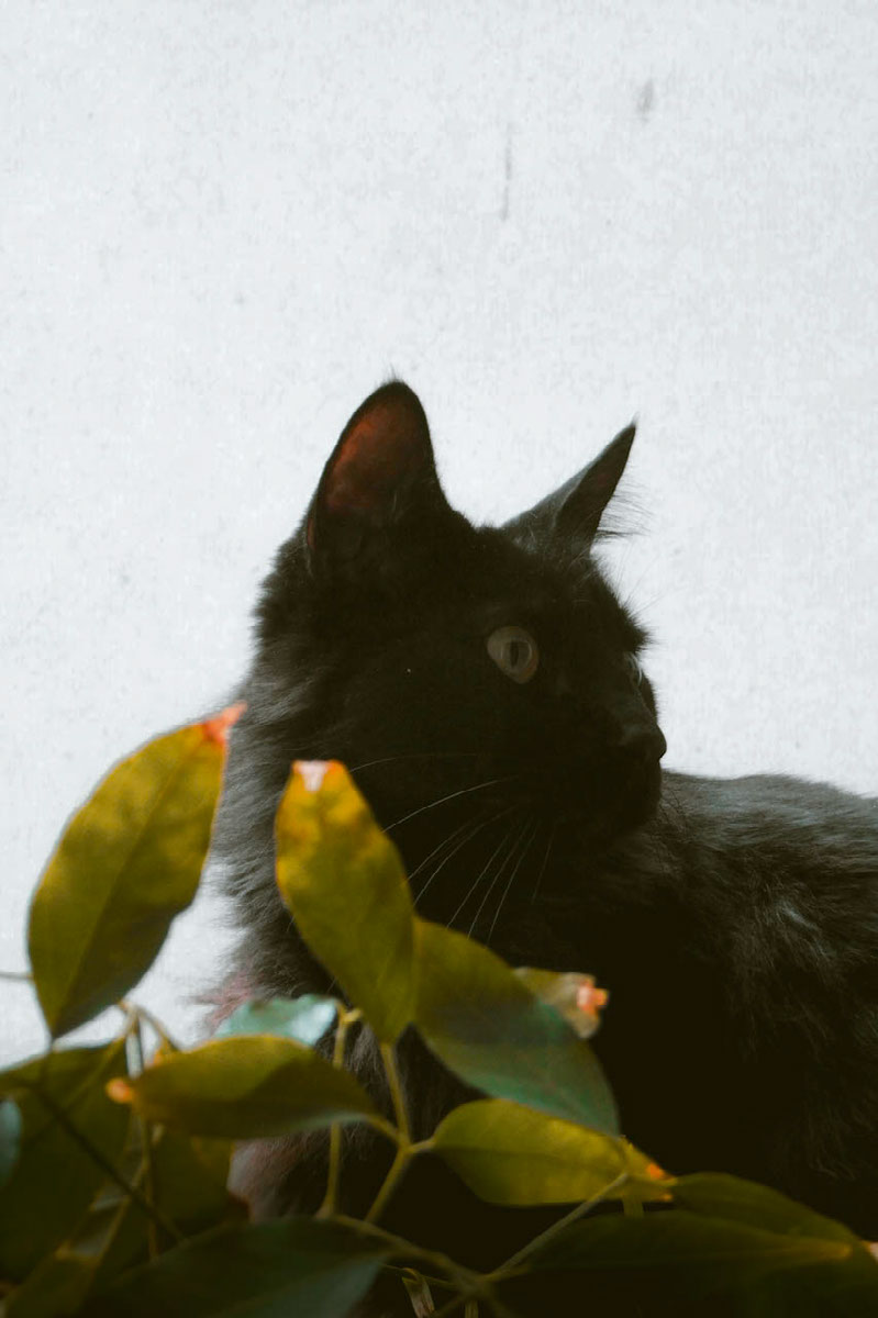 Cat | Edit | Photoshop Lightroom