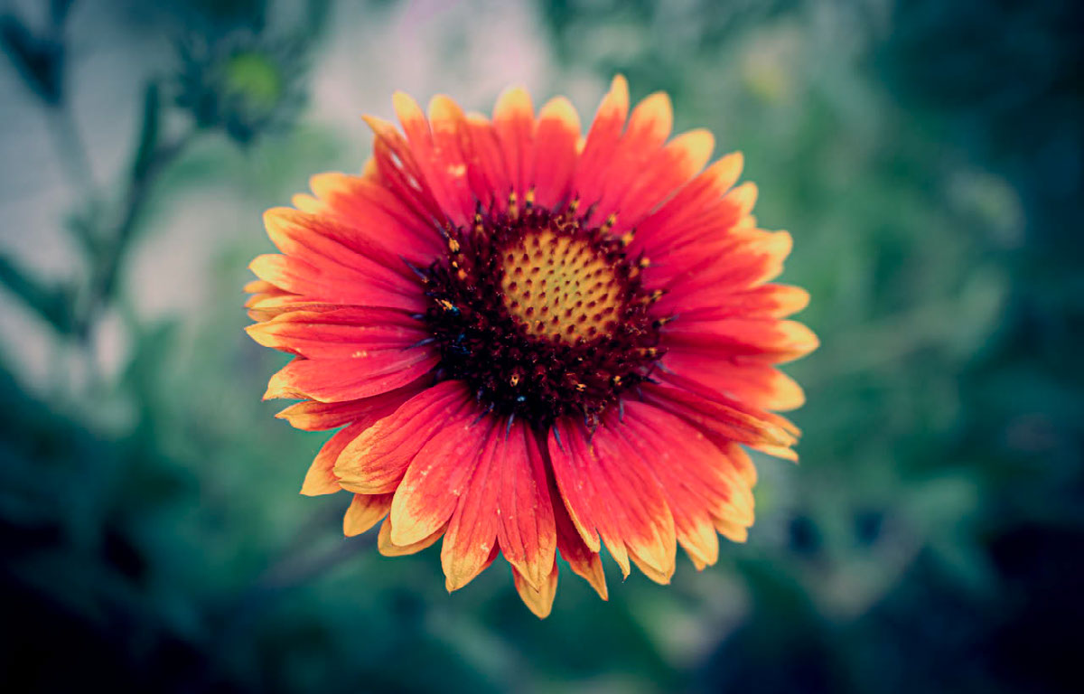Fleur - 4 | Edit | Photoshop Lightroom