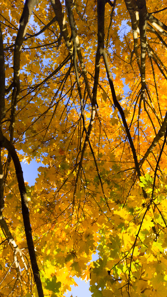 Colorized fall | Edit | Photoshop Lightroom