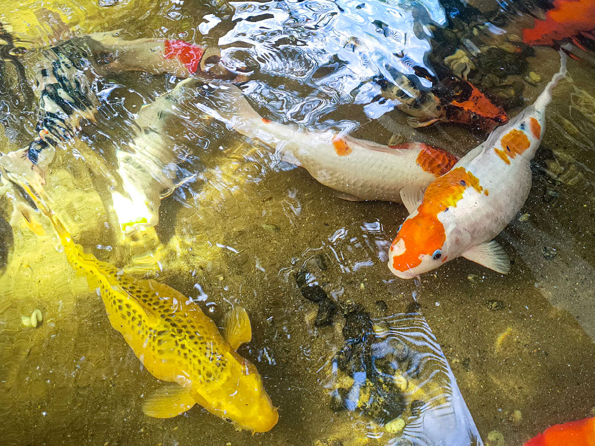 Koi Fish | Edit | Photoshop Lightroom