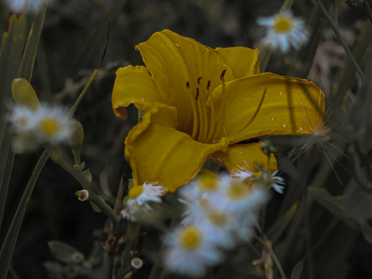 Flower | Edit | Photoshop Lightroom