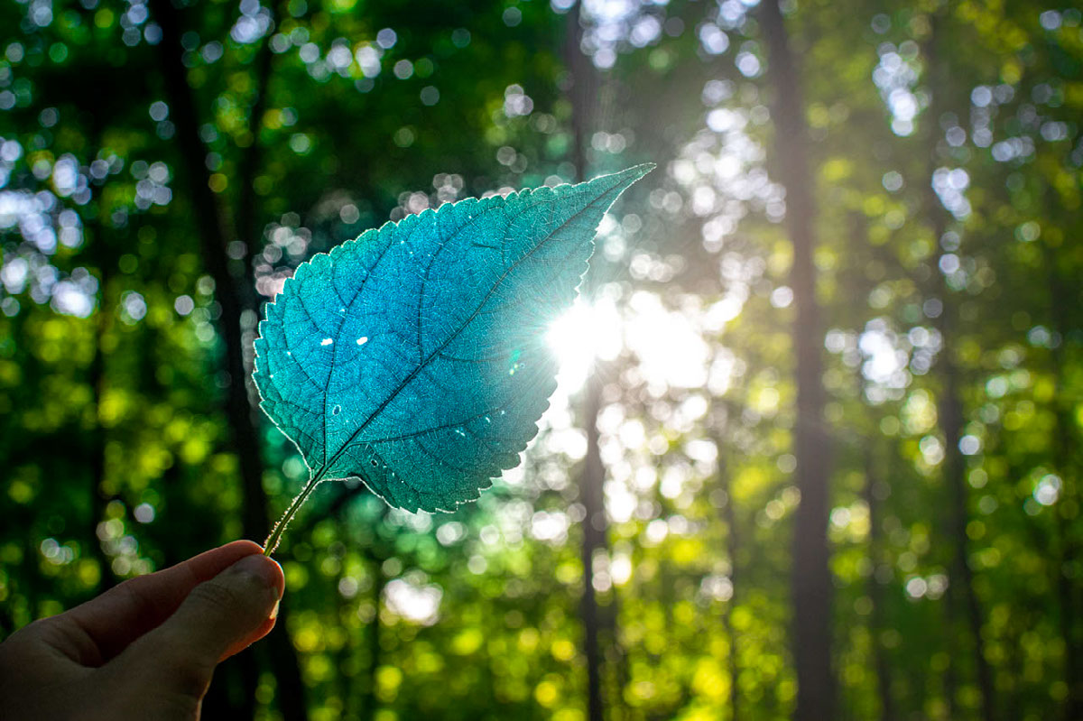 Blue Leaf | Edit | Photoshop Lightroom