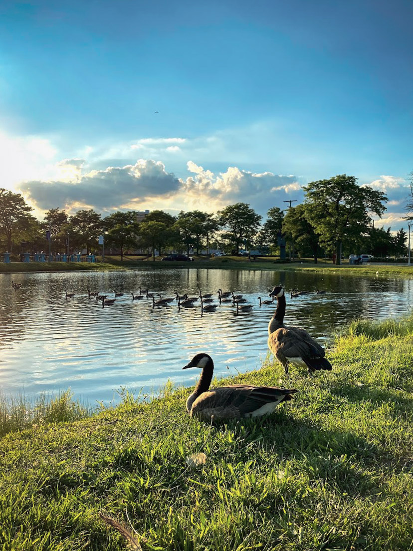 Canadian Geese | Edit | Photoshop Lightroom