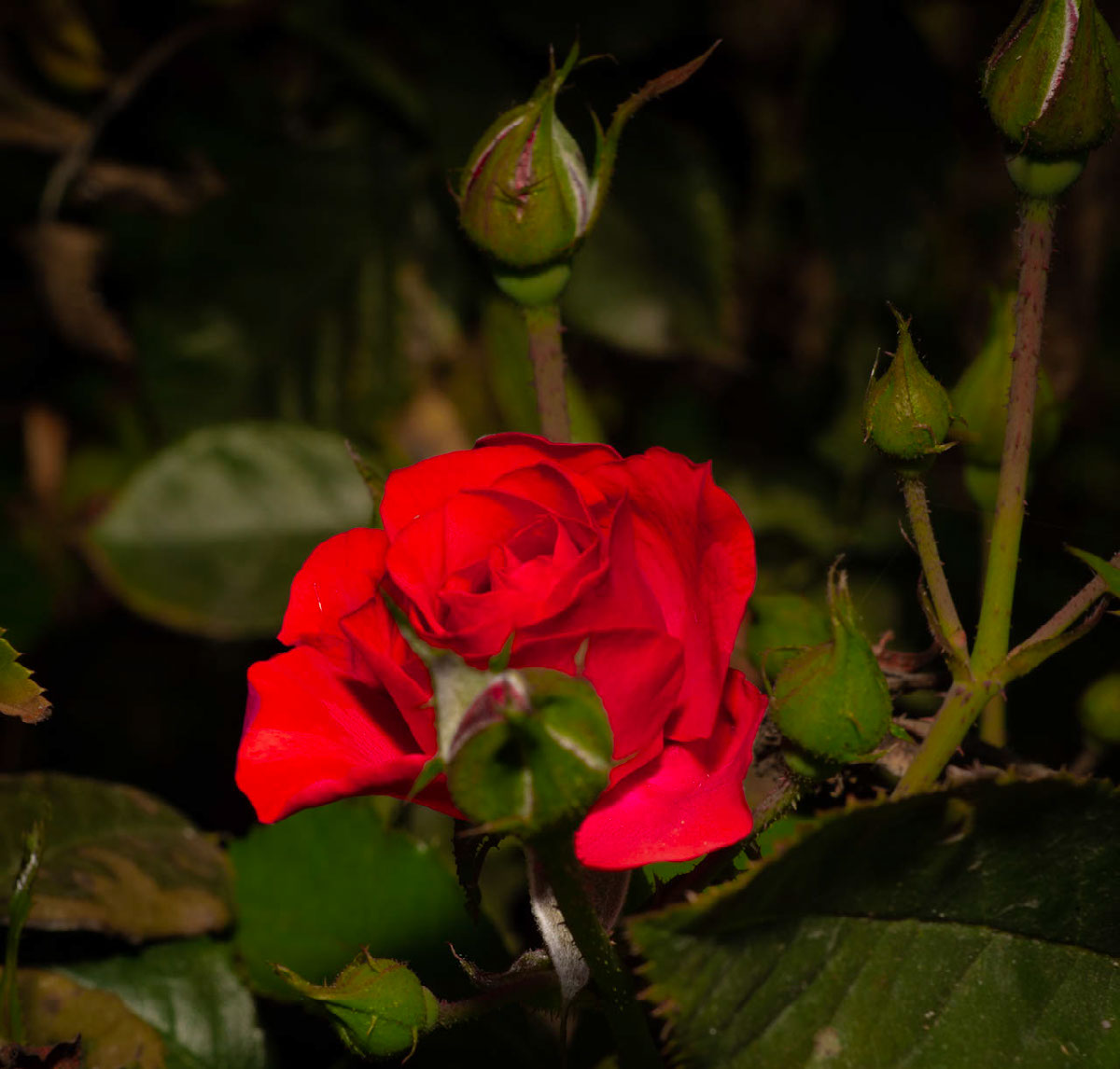 CJ- Rose | Edit | Photoshop Lightroom