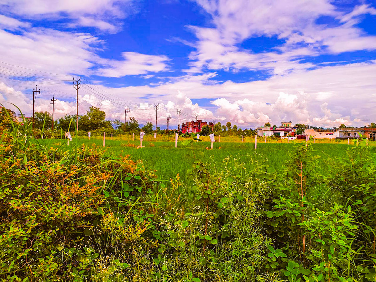 Open Field | Edit | Photoshop Lightroom