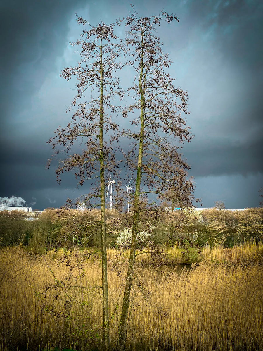Nature before the storm | Edit | Photoshop Lightroom