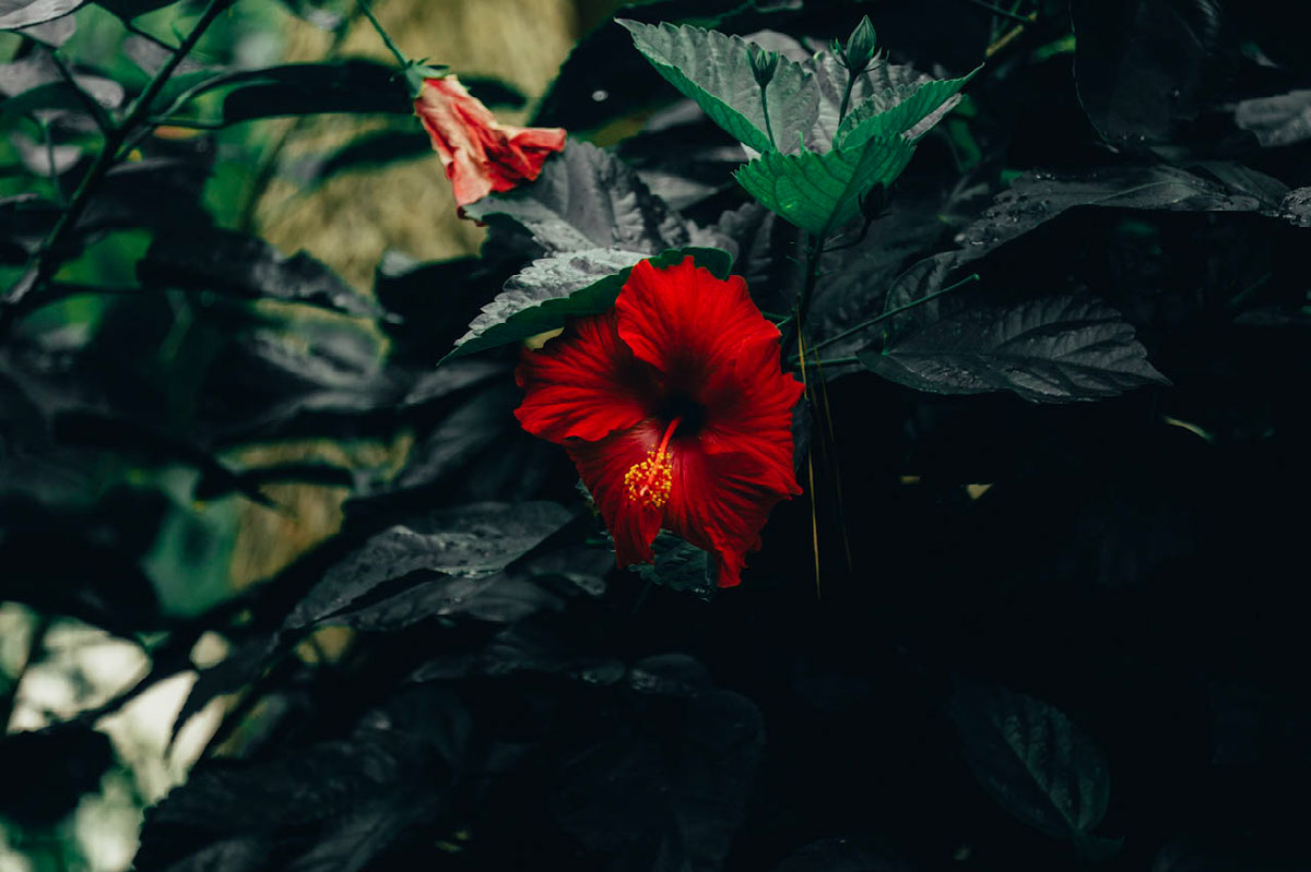 Bloom | Edit | Photoshop Lightroom