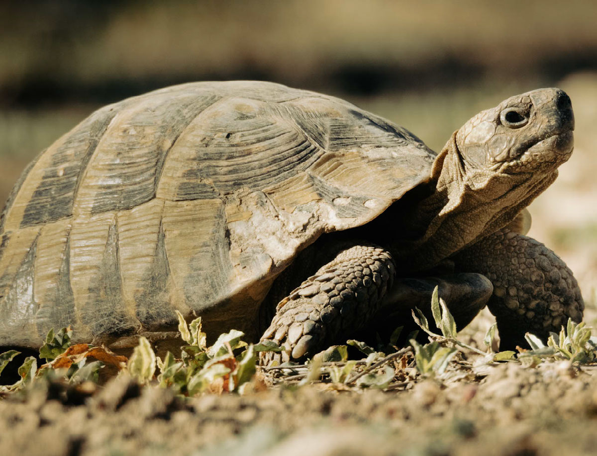 turtle | Edit | Photoshop Lightroom