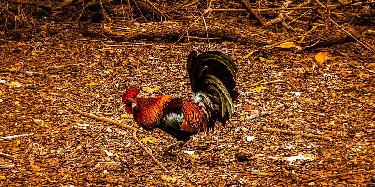 Mellow Yellow Sunrise | Edit | Photoshop Lightroom