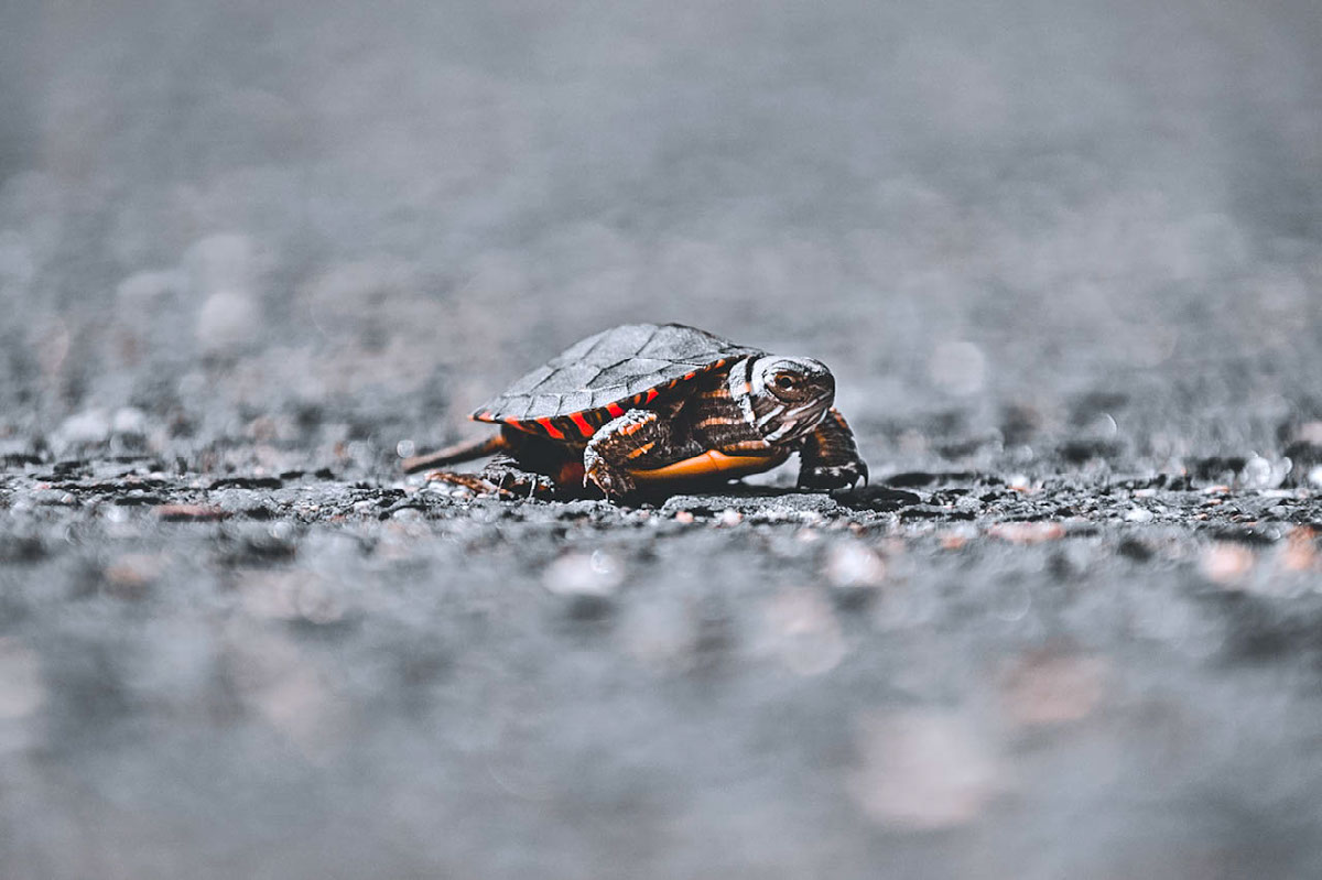 Little Turtle | Edit | Photoshop Lightroom