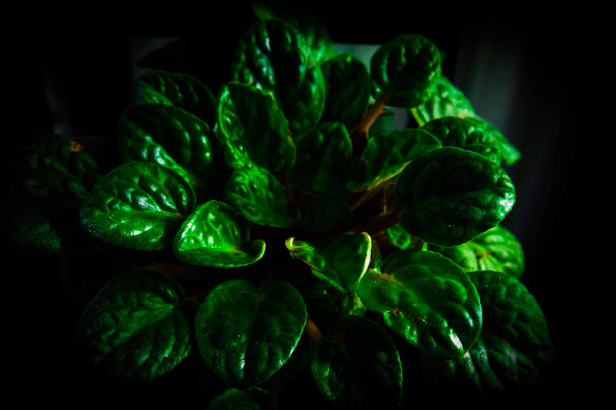Green Plant | Edit | Photoshop Lightroom