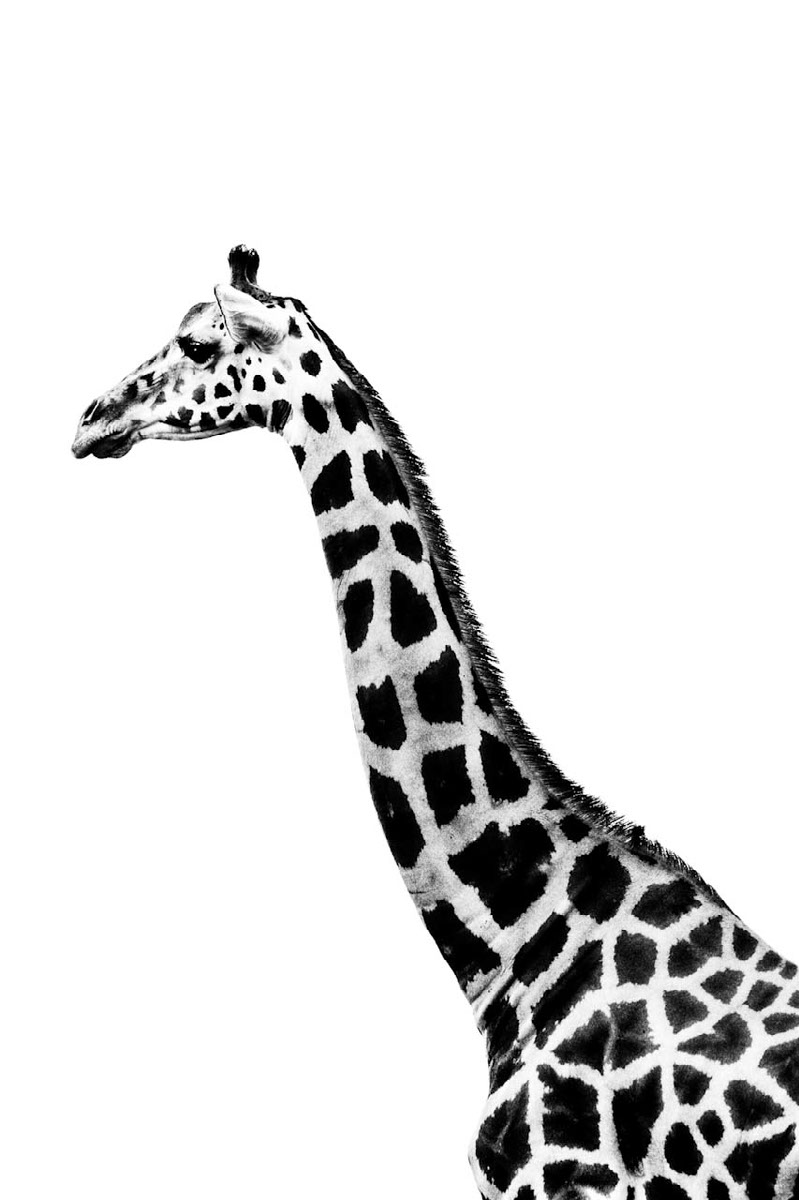 GIRAFFE | Edit | Photoshop Lightroom