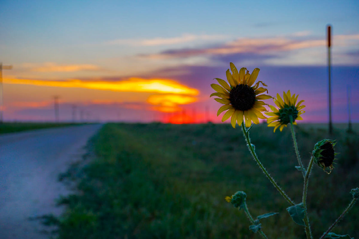 Texas Sunflowers | Edit | Photoshop Lightroom