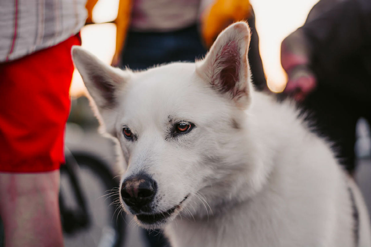Husky | Edit | Photoshop Lightroom
