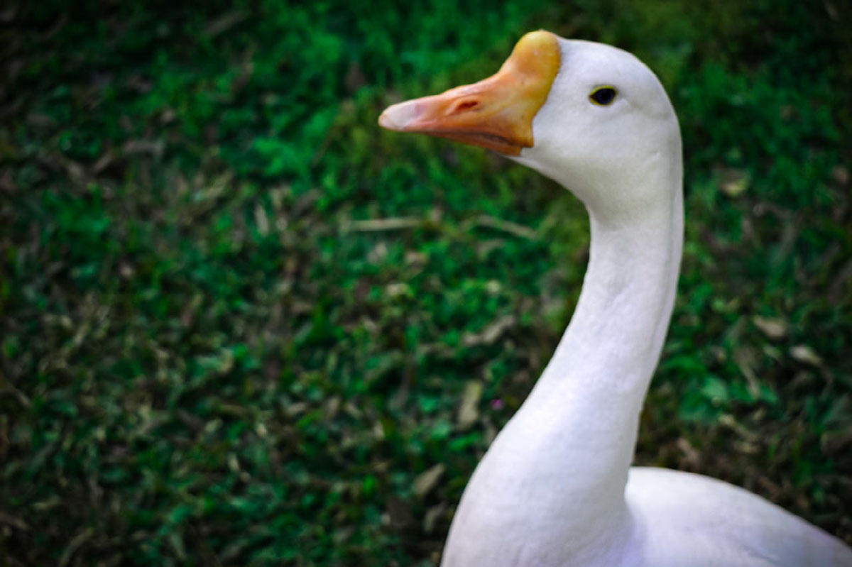 Swan | Edit | Photoshop Lightroom