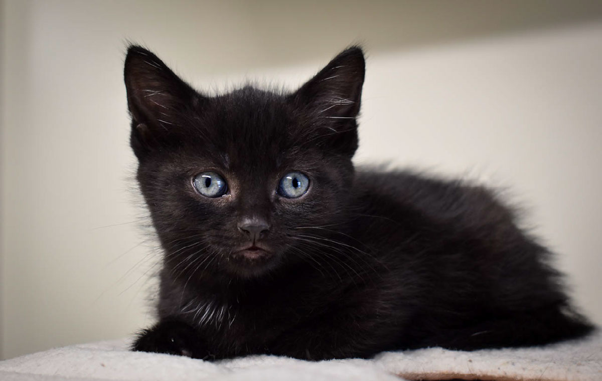 Kitten | Edit | Photoshop Lightroom