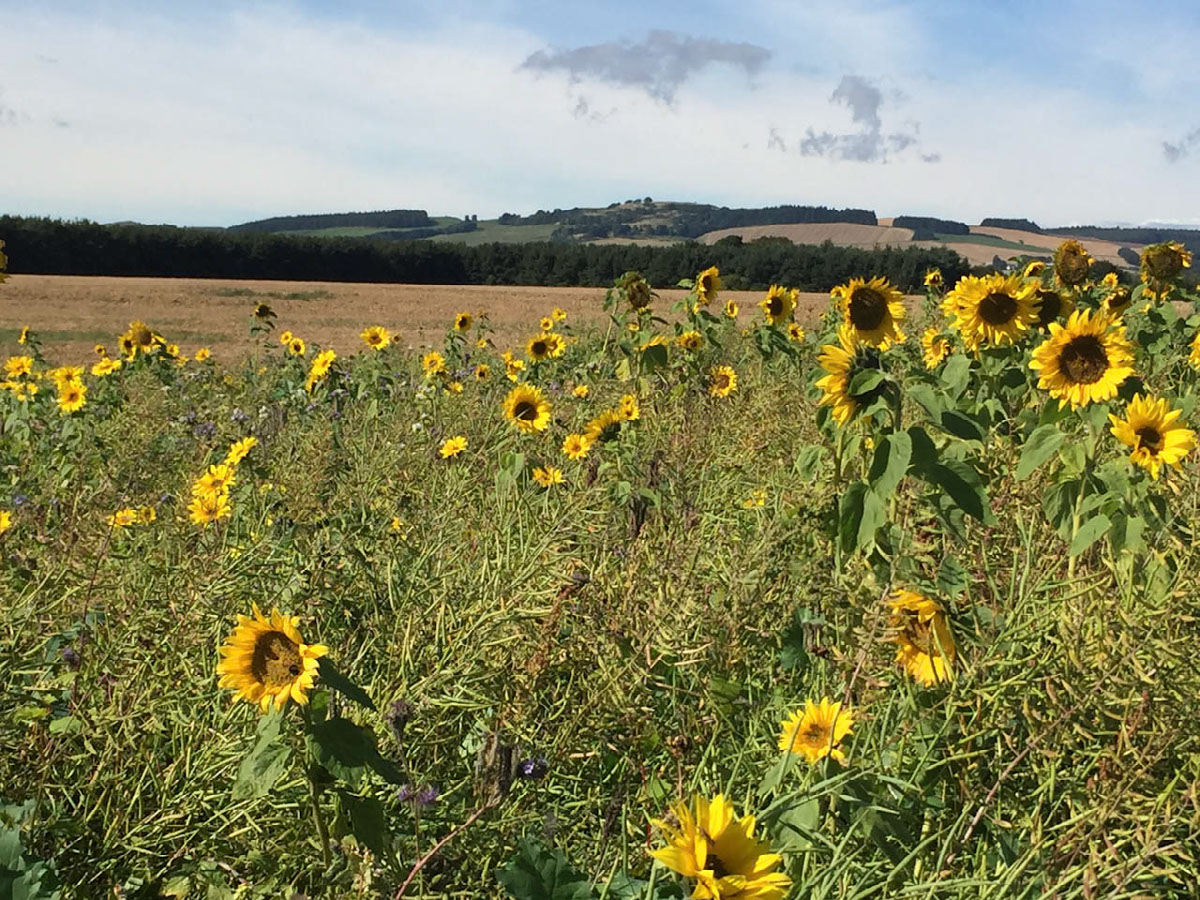 Sunflowers | Edit | Photoshop Lightroom