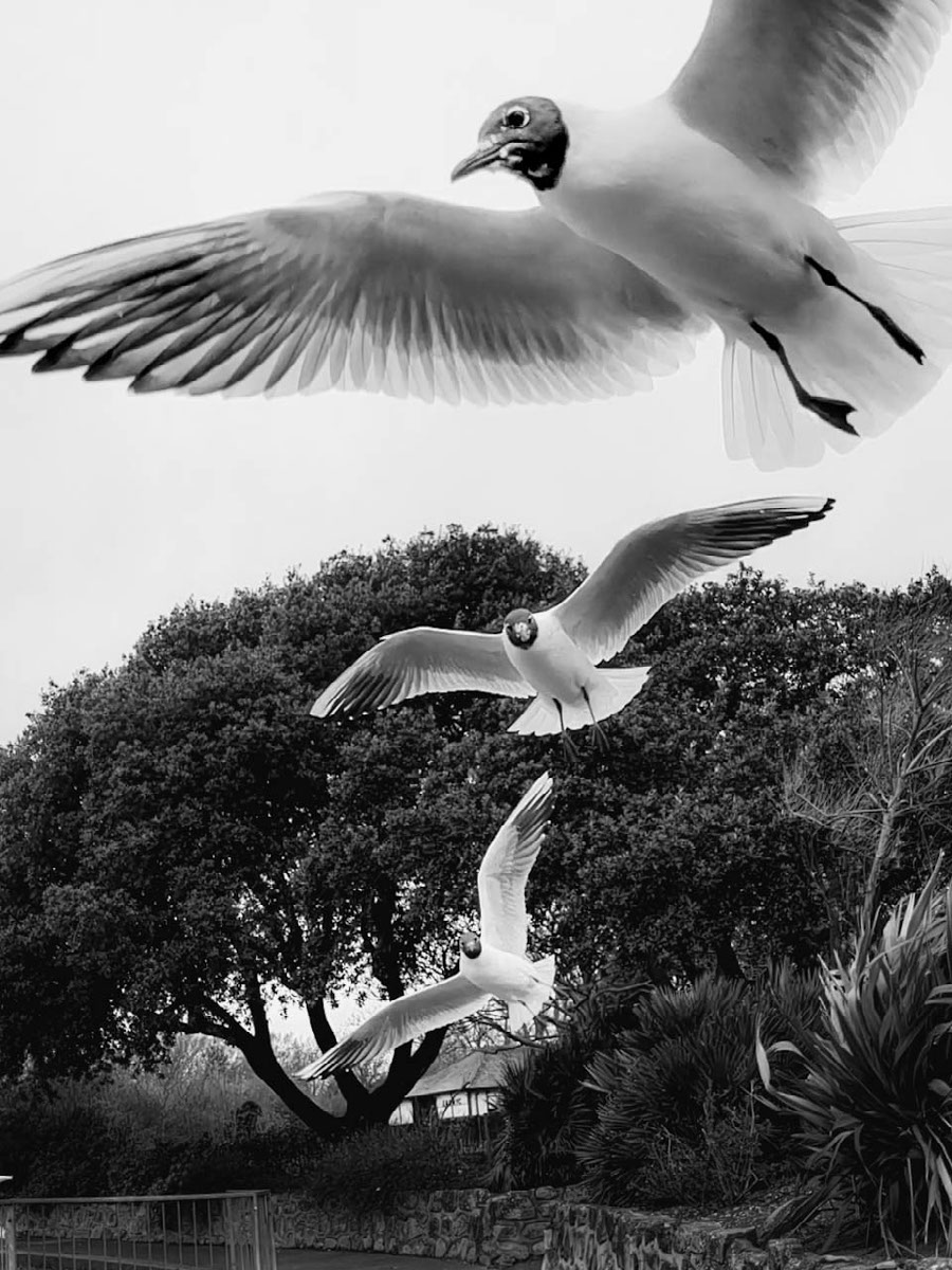 Birds | Edit | Photoshop Lightroom