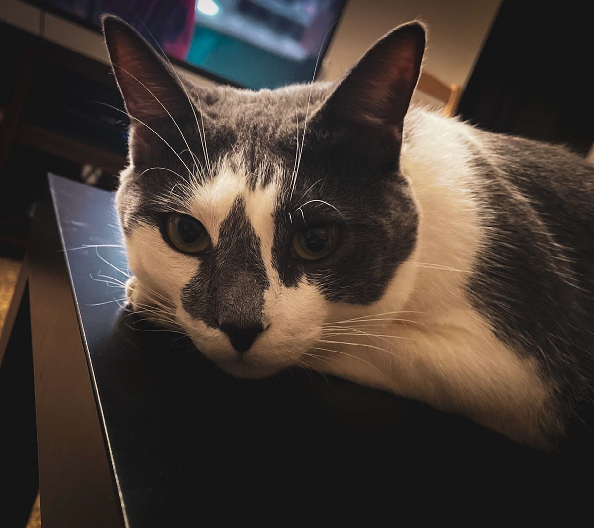 best buddy | Edit | Photoshop Lightroom