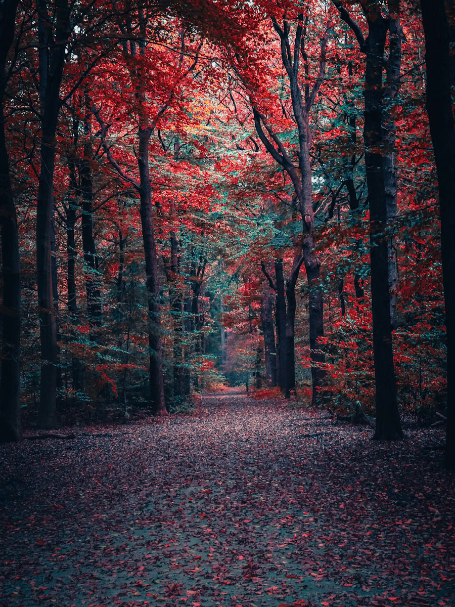 Dutch Autumn | Edit | Photoshop Lightroom