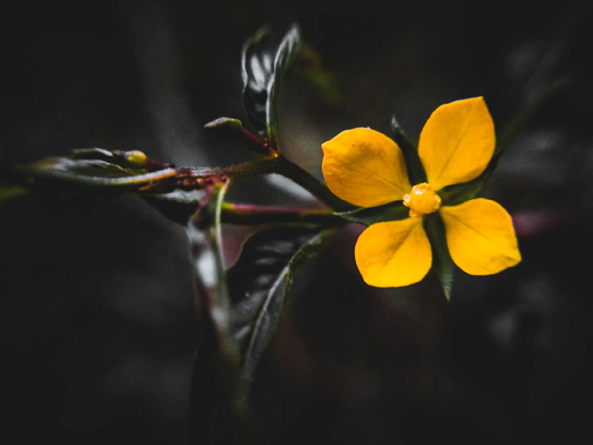 Flower | Edit | Photoshop Lightroom