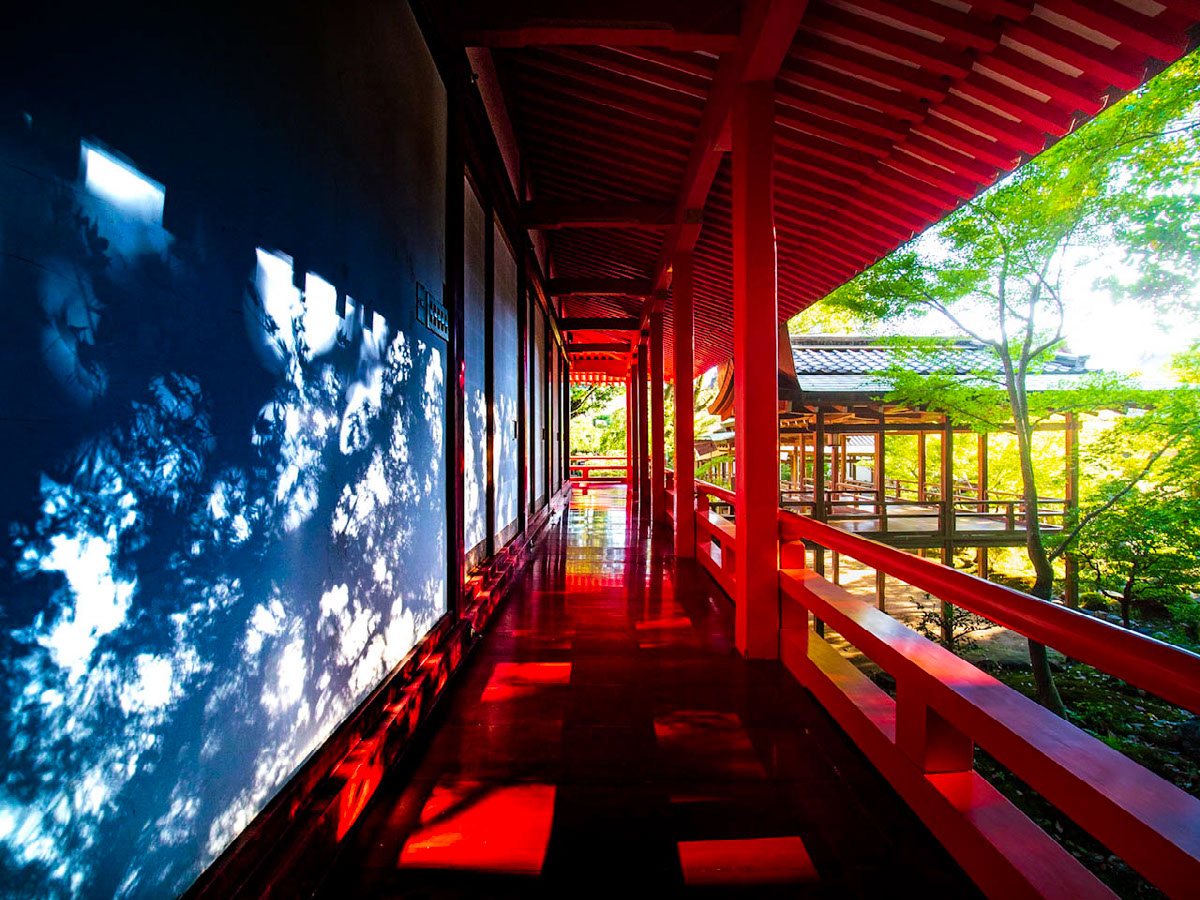 Create a vivid image of the shade on the white wall produced by the ...