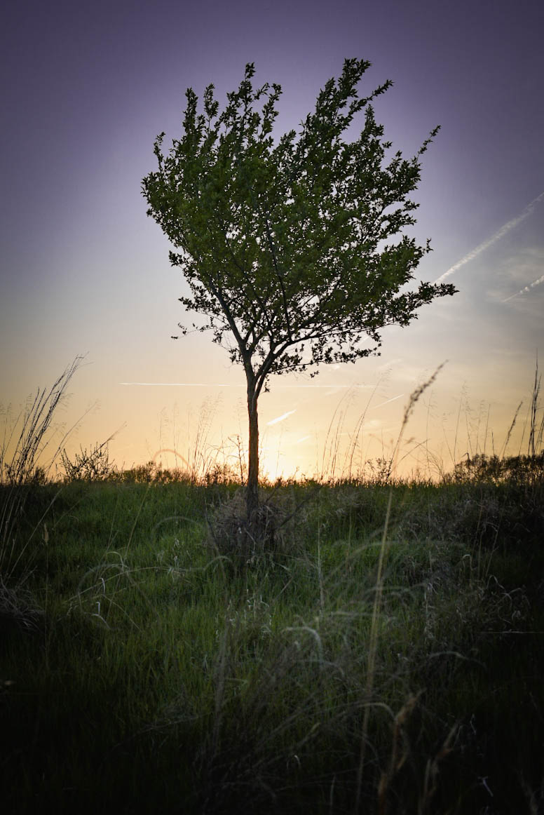 One tree hill | Edit | Photoshop Lightroom