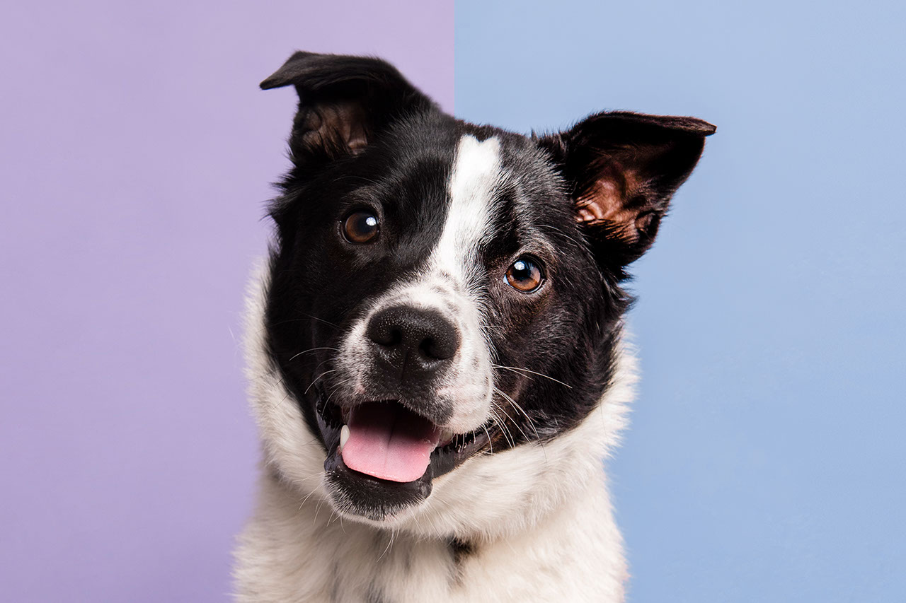 Make a dark dog shine | Tutorial | Photoshop Lightroom