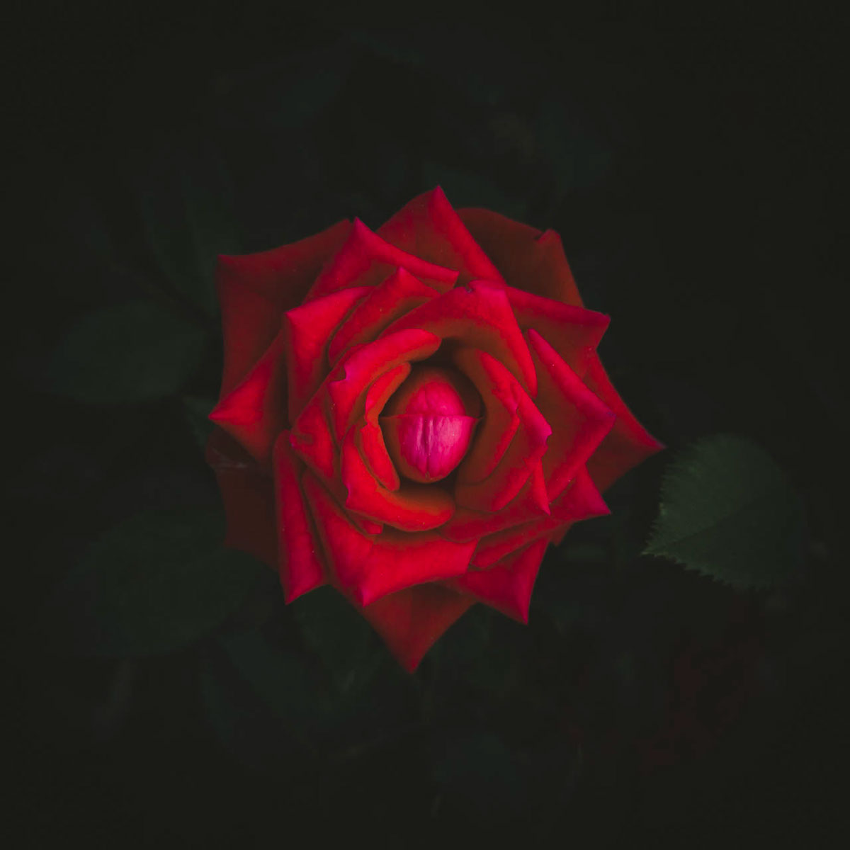 Red red rose | Edit | Photoshop Lightroom