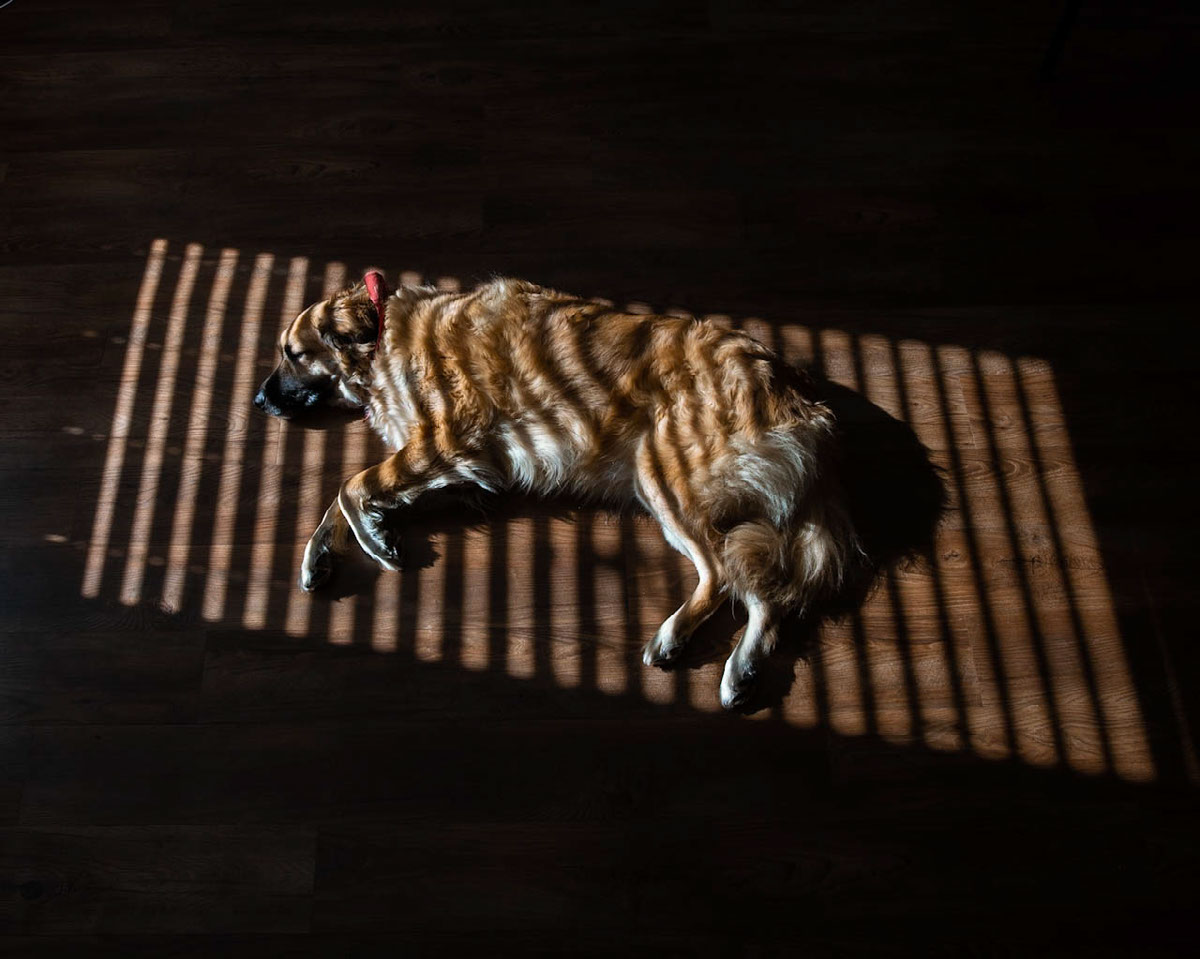 Asleep on a Sunbeam | Edit | Photoshop Lightroom