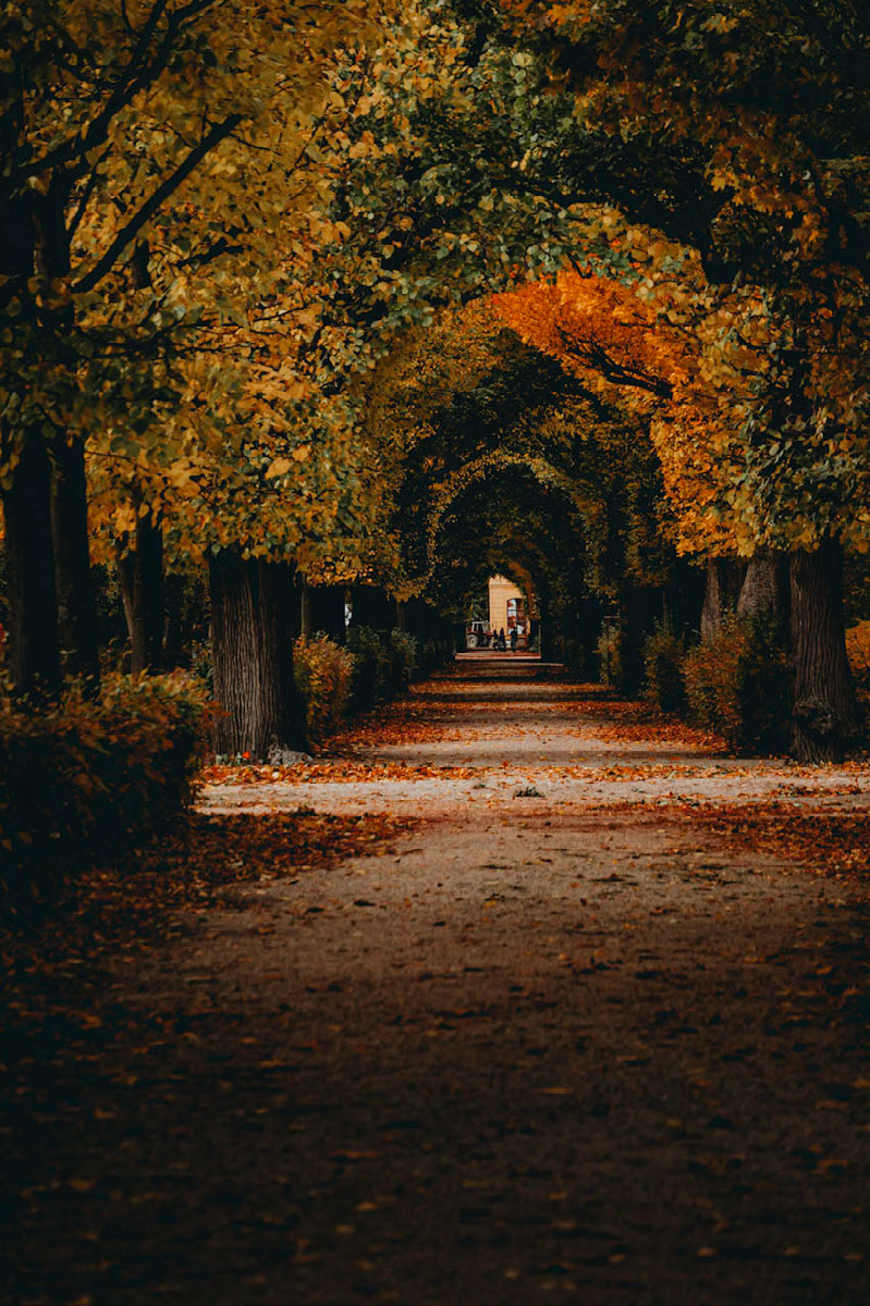 Fall | Edit | Photoshop Lightroom