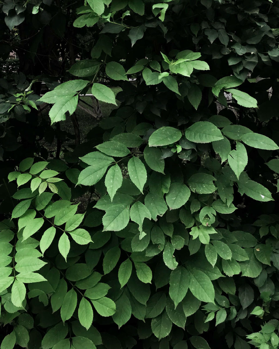 Leaf edit | Edit | Photoshop Lightroom