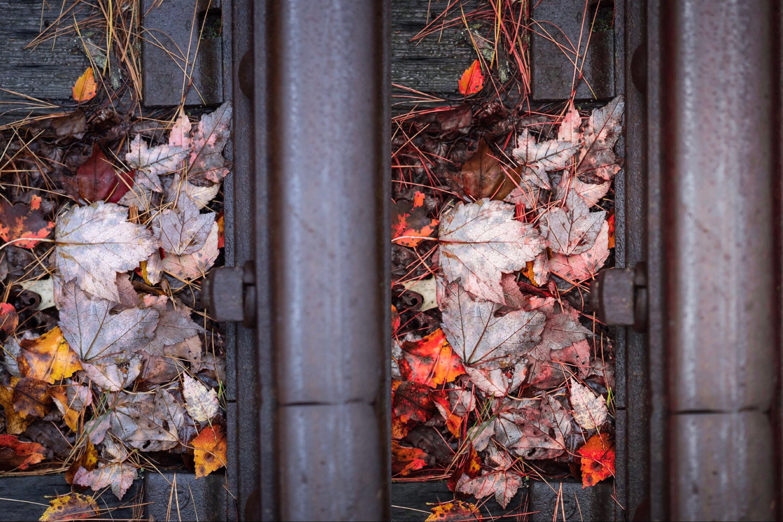 Enhancing Fall Foliage Colors | Tutorial | Adobe Lightroom