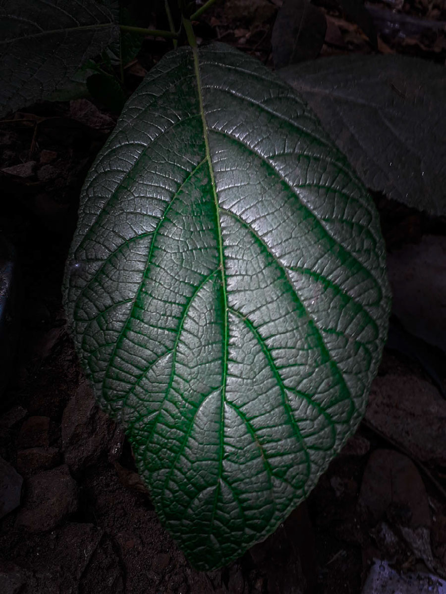 leaf | Edit | Photoshop Lightroom