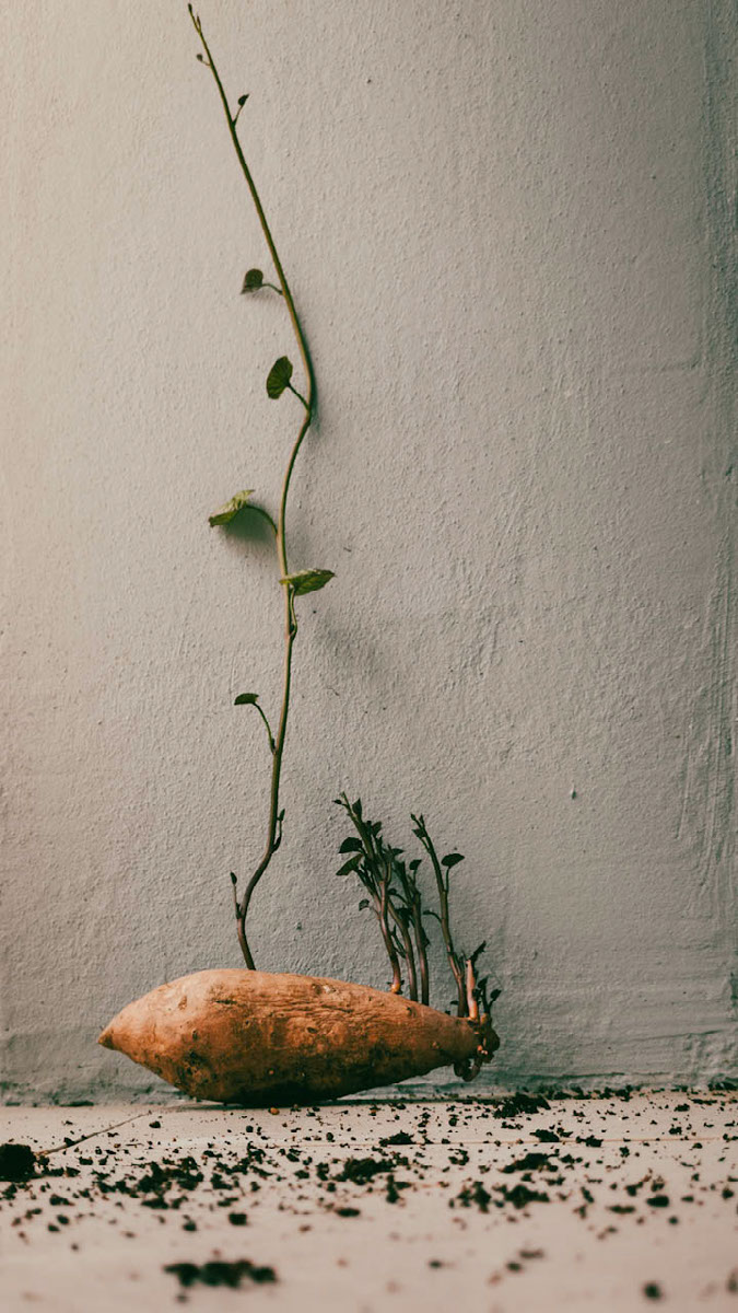 Home-plant photography ideas | Edit | Photoshop Lightroom