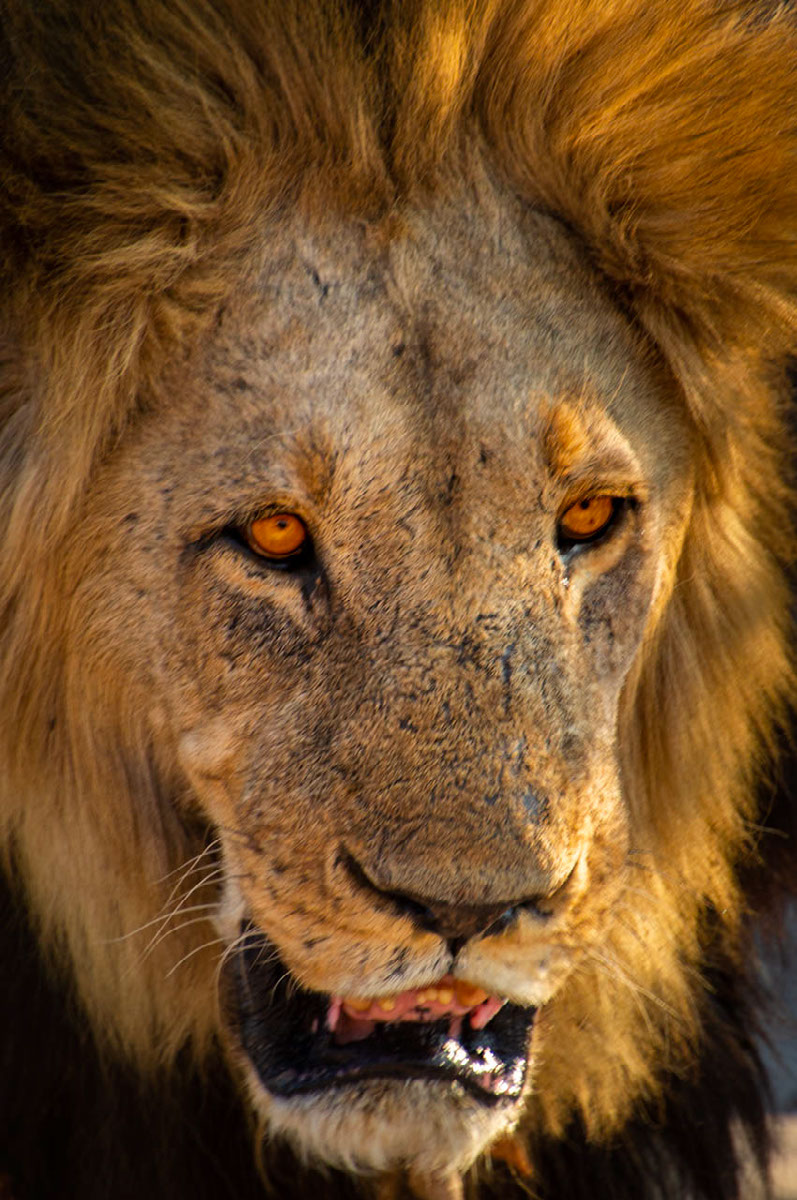 Battle Scars | Edit | Photoshop Lightroom