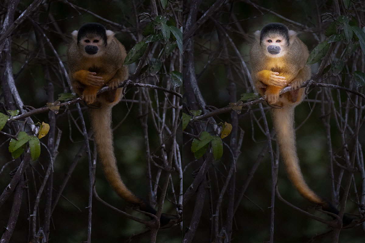 Monkey Matters with Adobe Lightroom | Tutorial | Adobe Lightroom